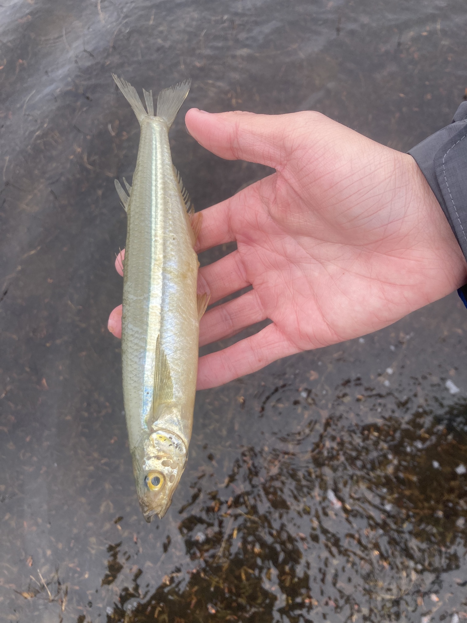 Atherinops affinis (Ayres, 1860)