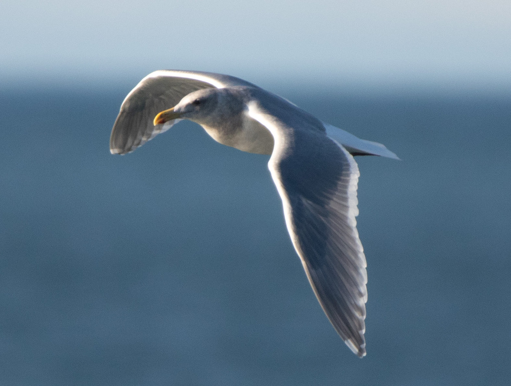 Glaucous-winged Gull from Island County, WA, USA on January 14, 2023 at ...