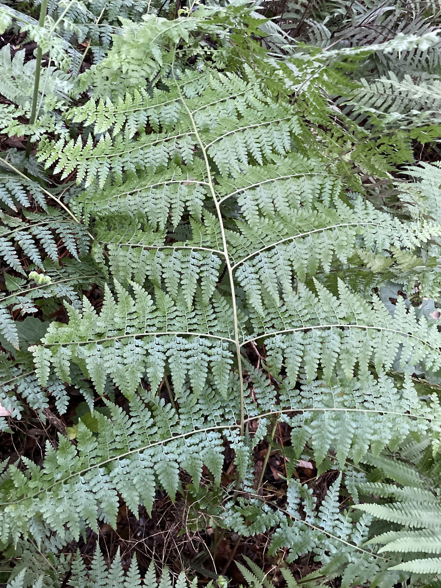 Microlepia C.Presl