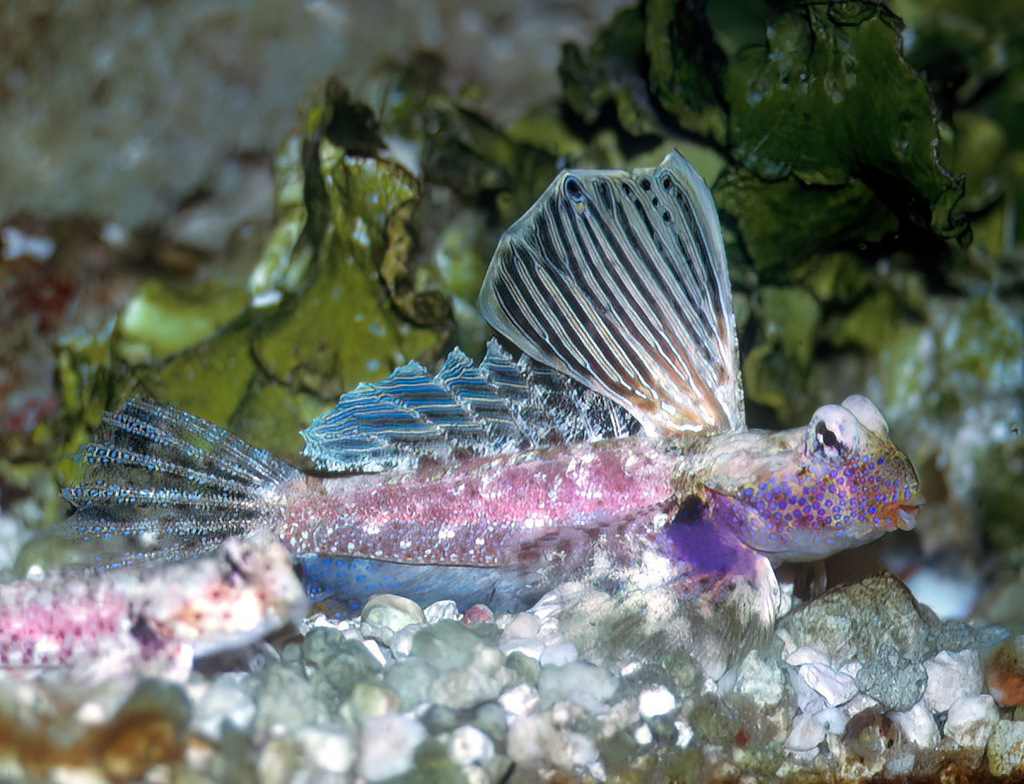 Dragonets (Callionymidae) - Marine Life Identification