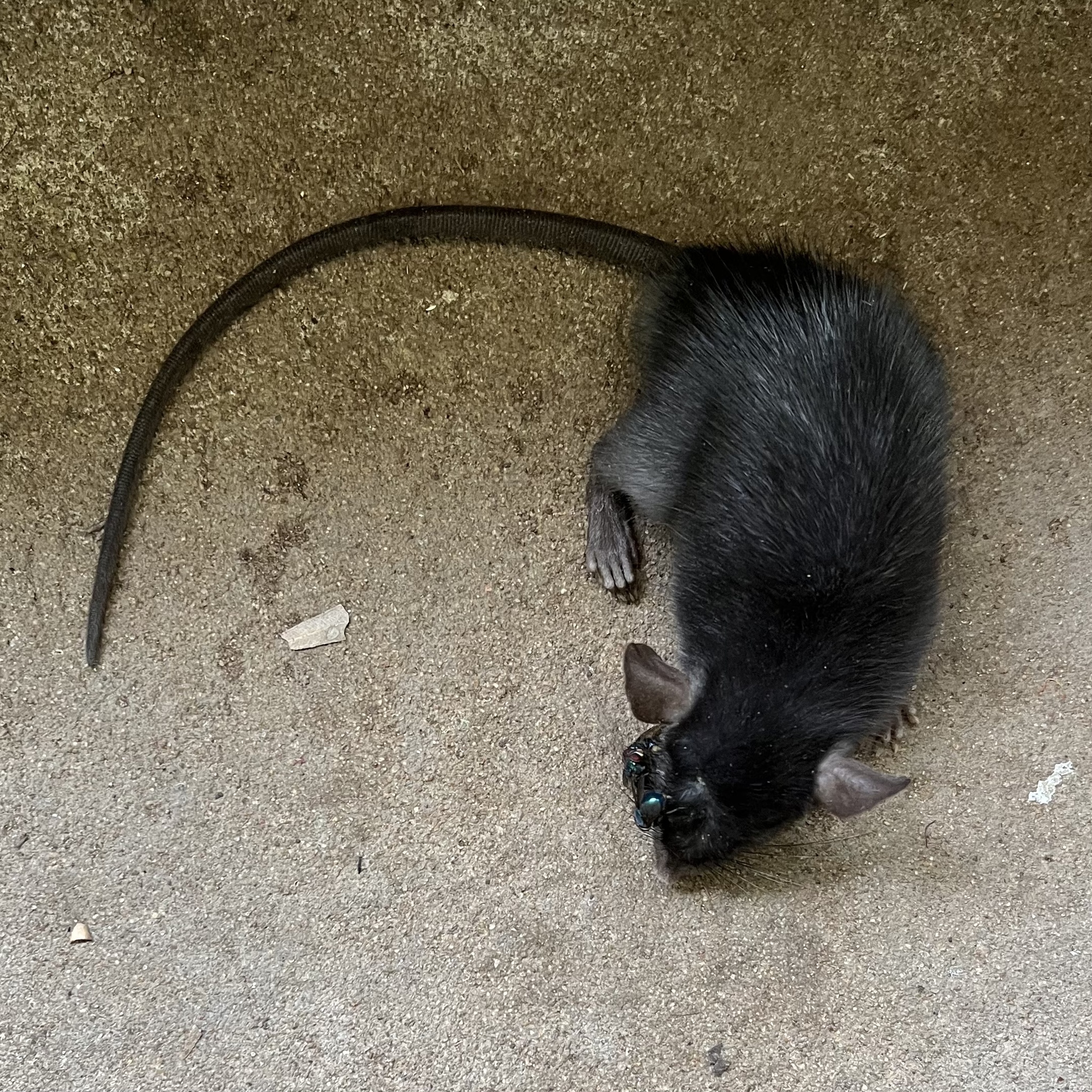 Rattus rattus (Linnaeus, 1758)