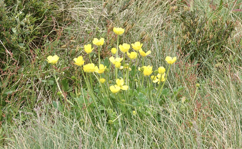 Australian Buttercup from Mount Stirling, Mount Buller VIC 3723 ...