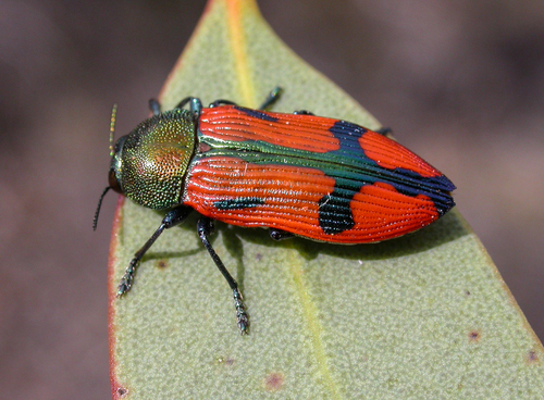 Castiarina tepperi · iNaturalist Ecuador