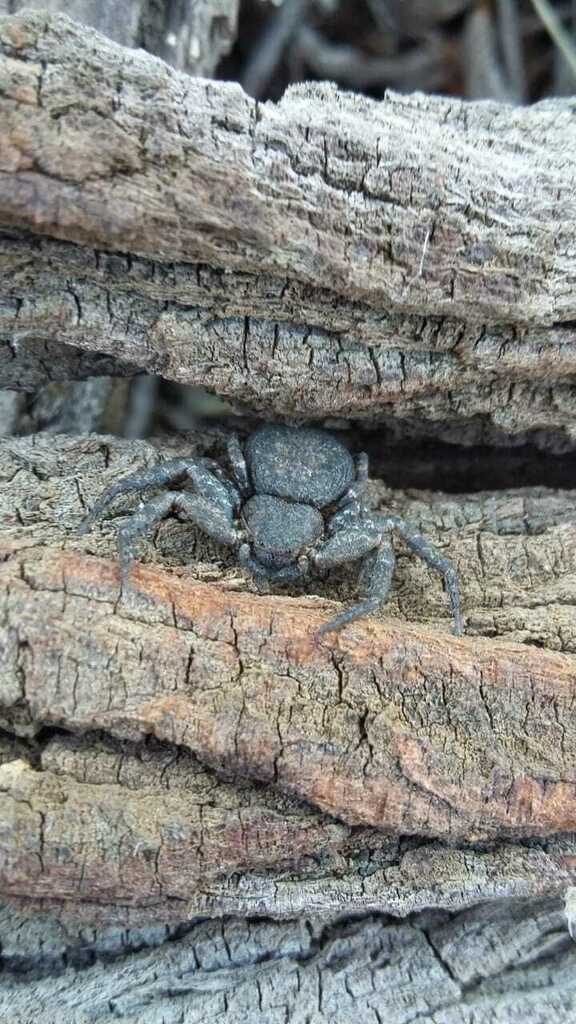 Utah Crab Spider from Aguascalientes, Ags., México on January 14, 2023 ...
