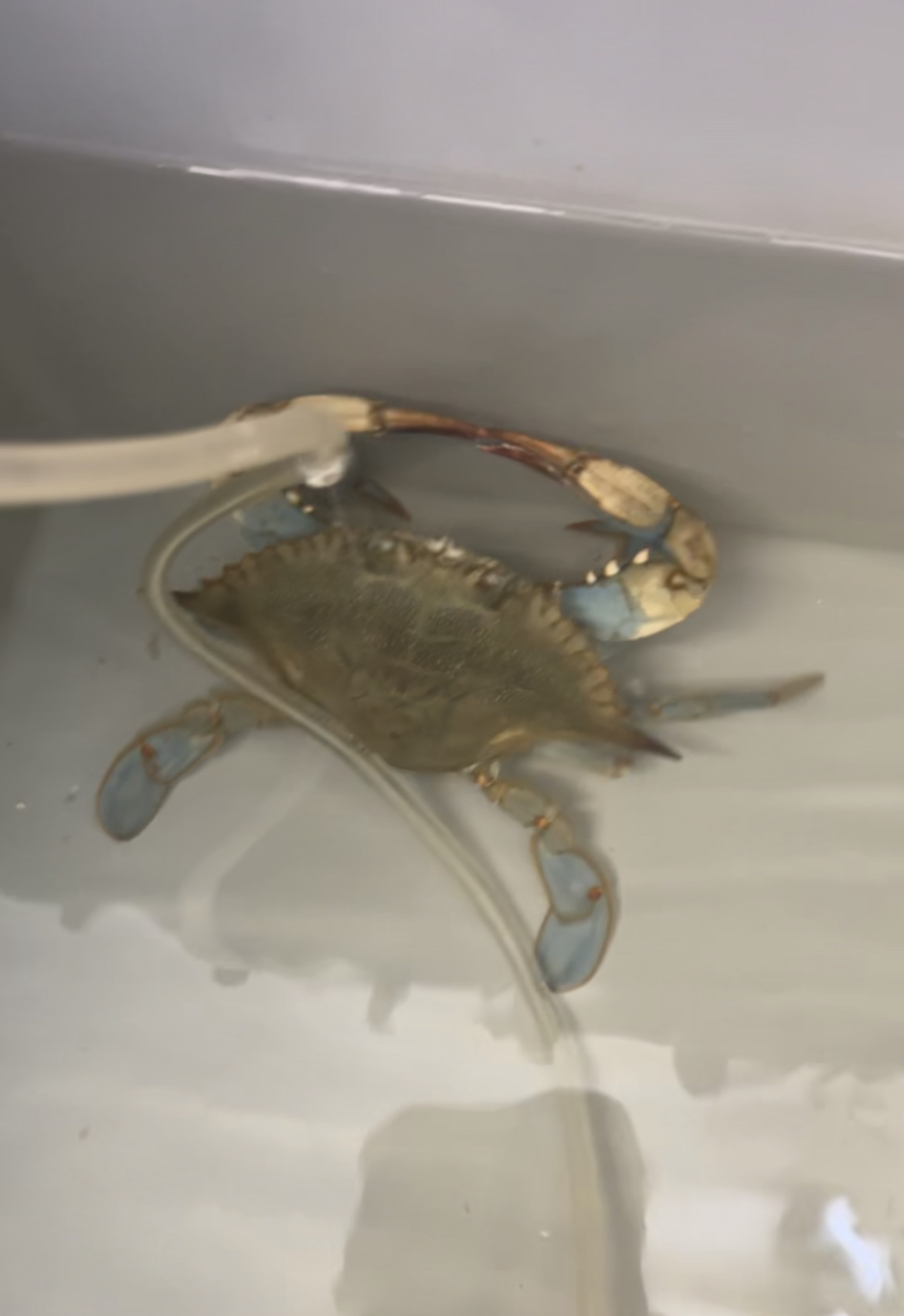 Callinectes sapidus Rathbun, 1896