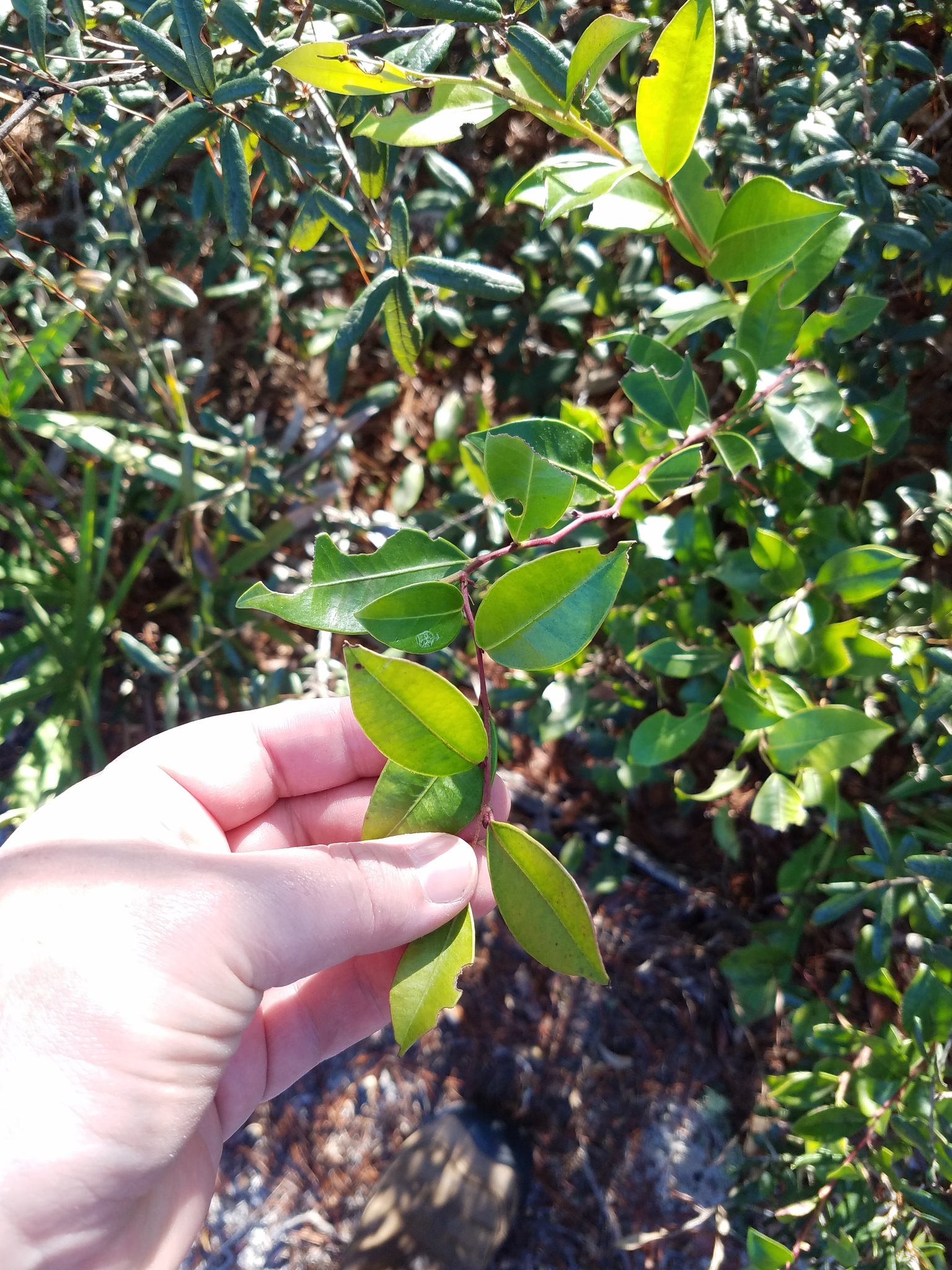 Lyonia lucida (Lam.) C.Koch
