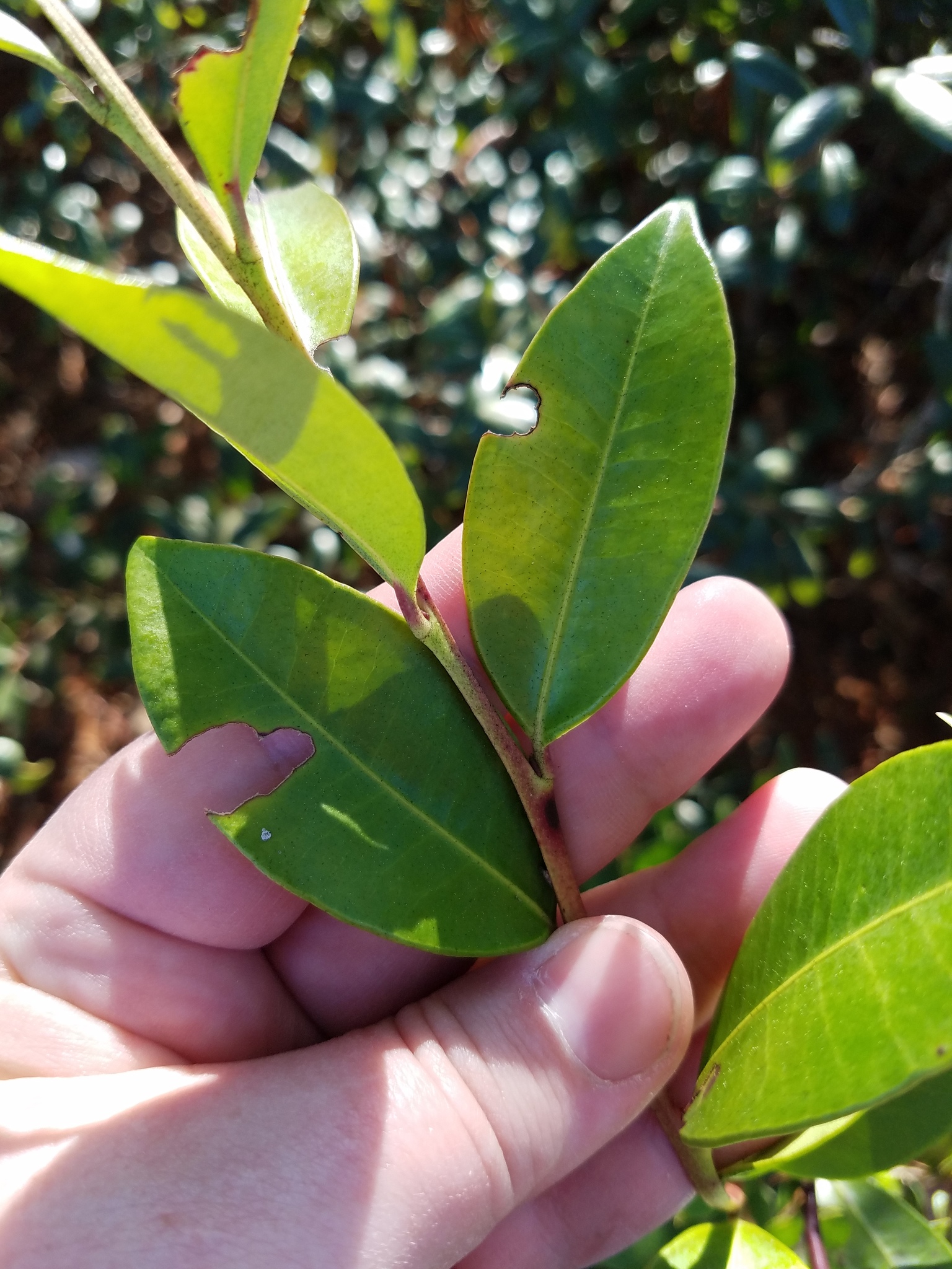 Lyonia lucida (Lam.) C.Koch