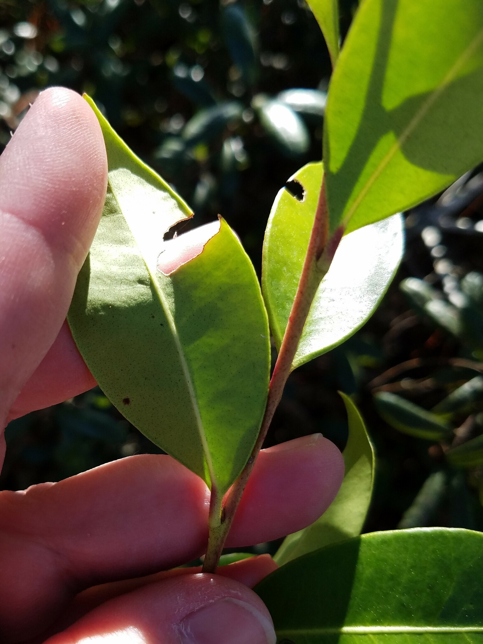 Lyonia lucida (Lam.) C.Koch