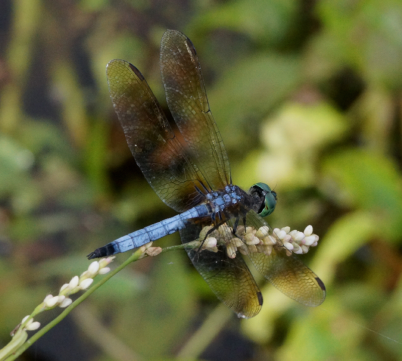 Blue Dasher from Brown County, OH, USA on September 19, 2018 at 01:35 ...