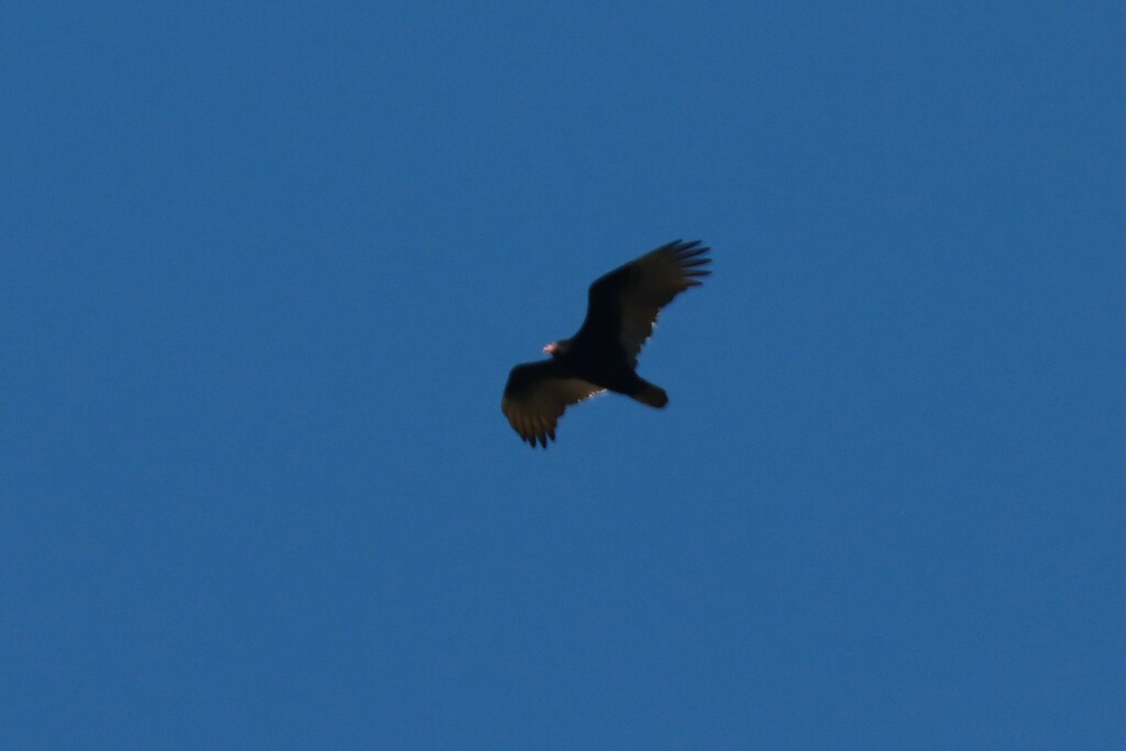 Turkey Vulture from Baton Rouge, LA 70816, USA on January 14, 2023 at ...