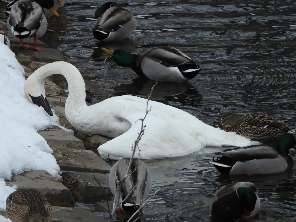 Trumpeter Swan from 1801 County Rd 101, Shakopee, MN 55379, USA on ...