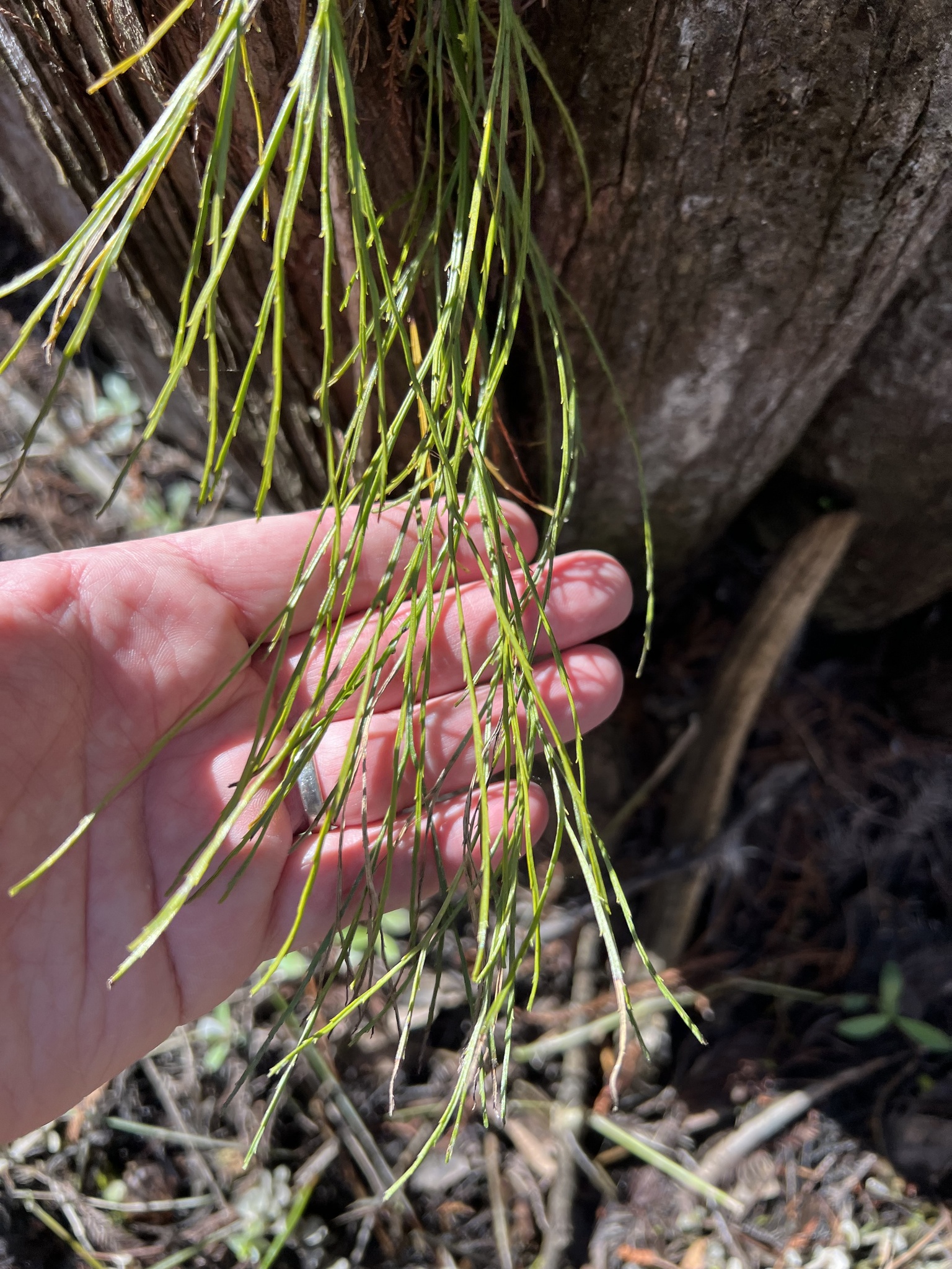 Psilotum nudum (L.) P.Beauv.