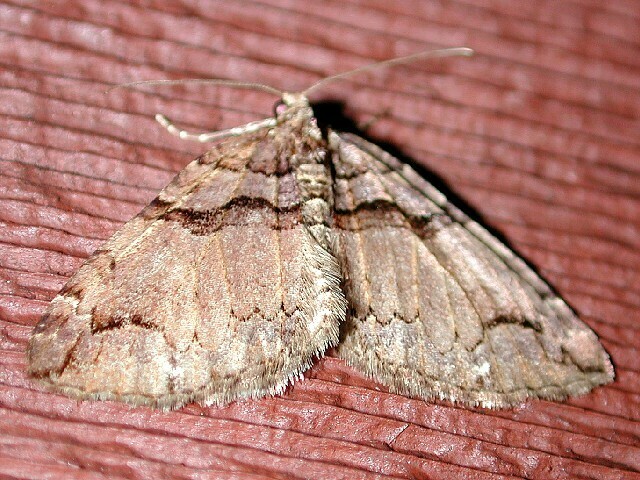Variable Carpet Moth from Ward Pound Ridge, Westchester County, NY, USA ...