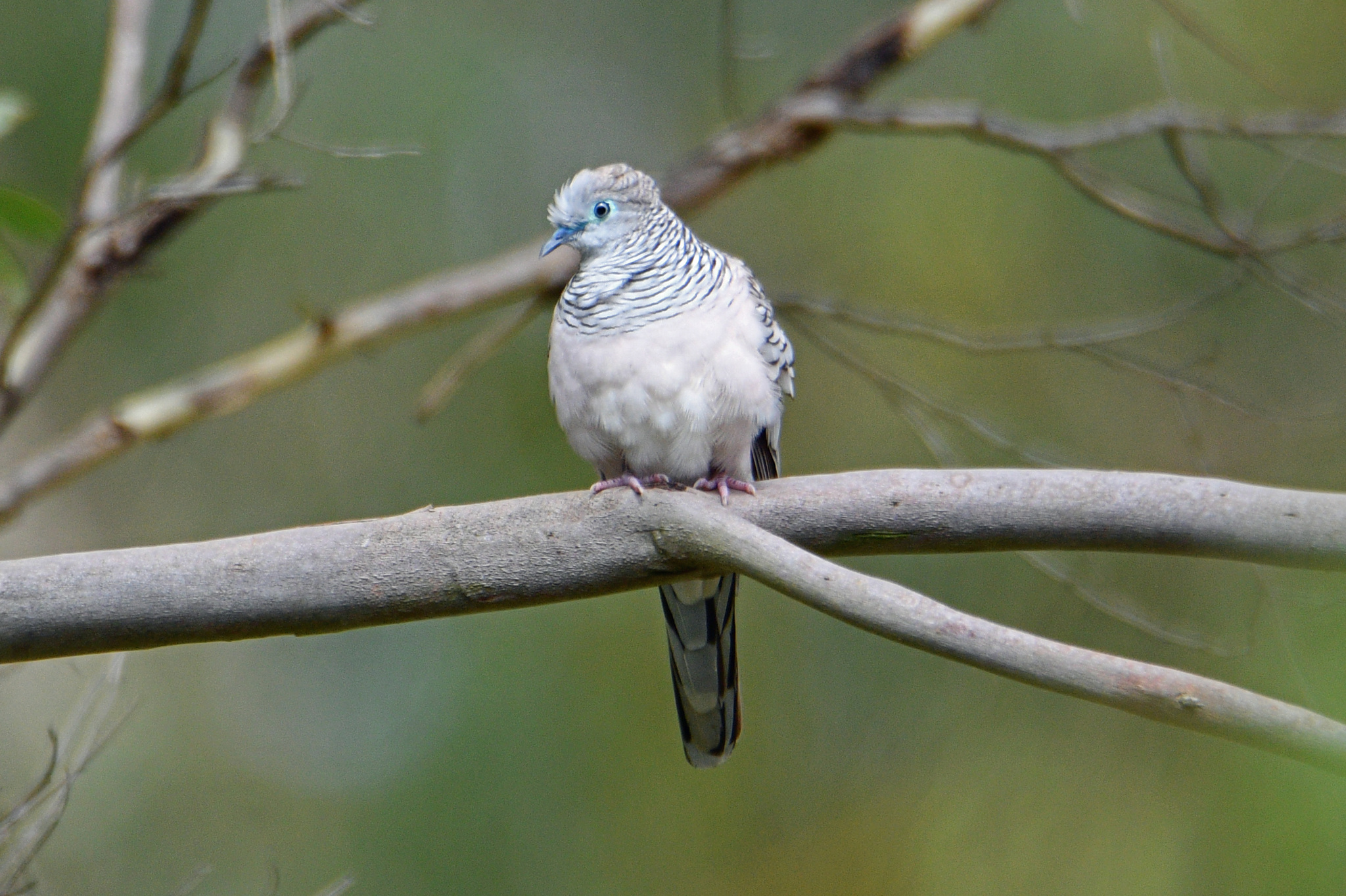 Geopelia placida Gould, 1844