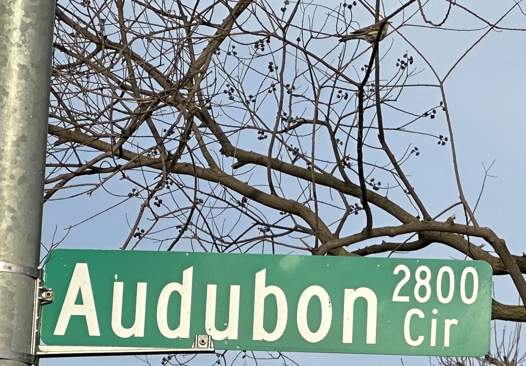 Audubon's Warbler from Audubon Cir, Davis, CA, US on January 12, 2023 ...