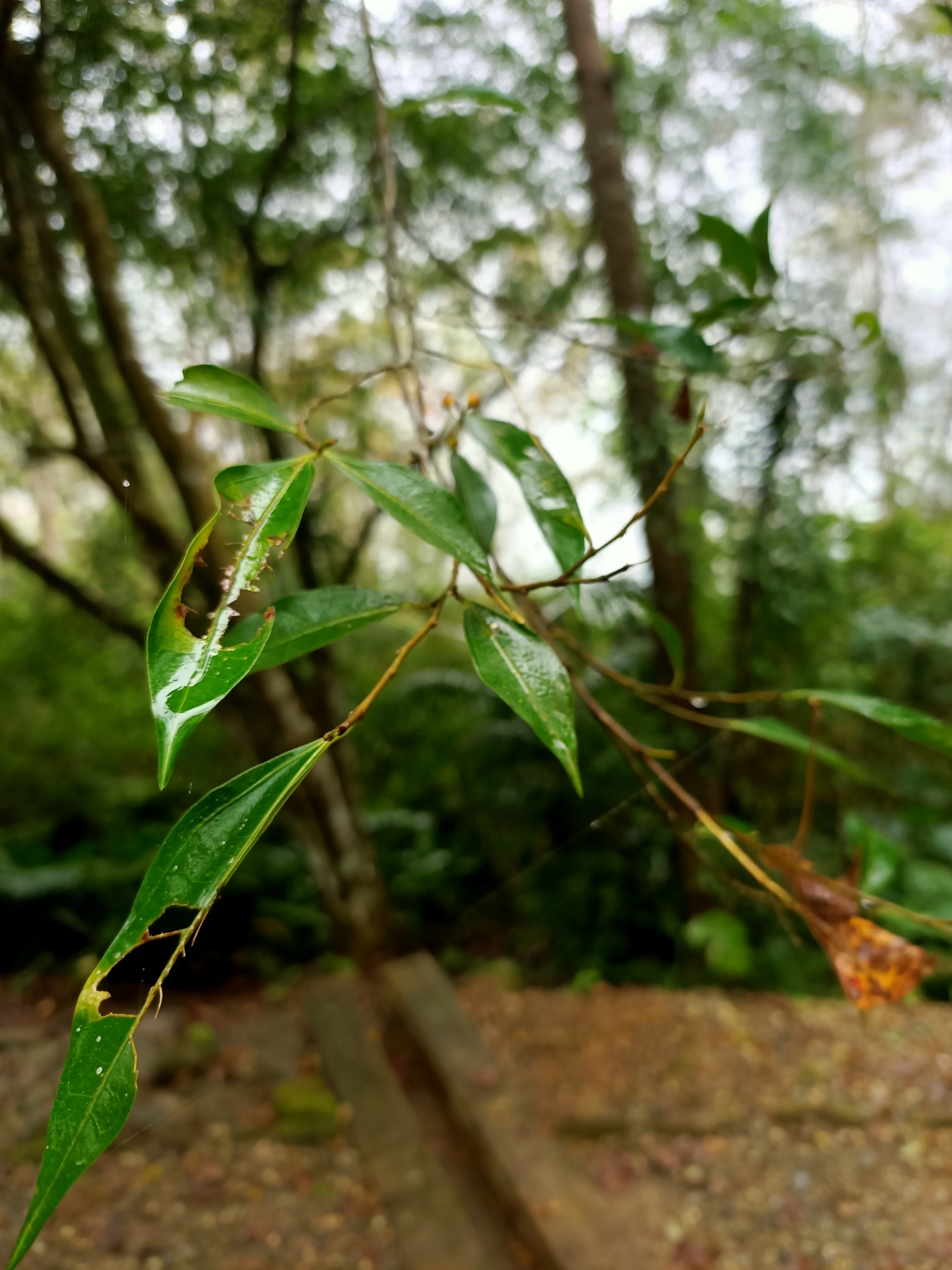 Ficus ampelos Burm.f.