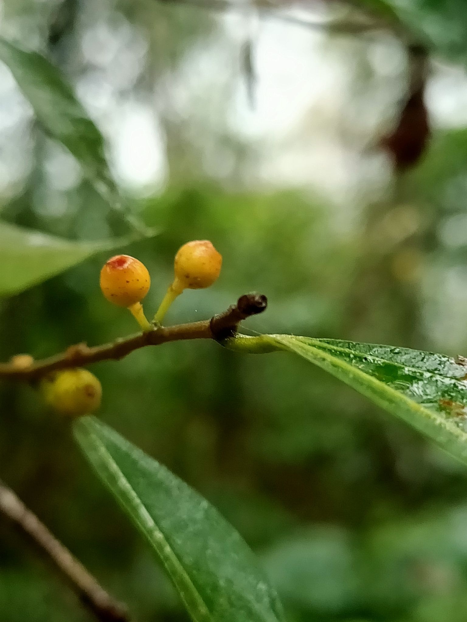 Ficus ampelos Burm.f.
