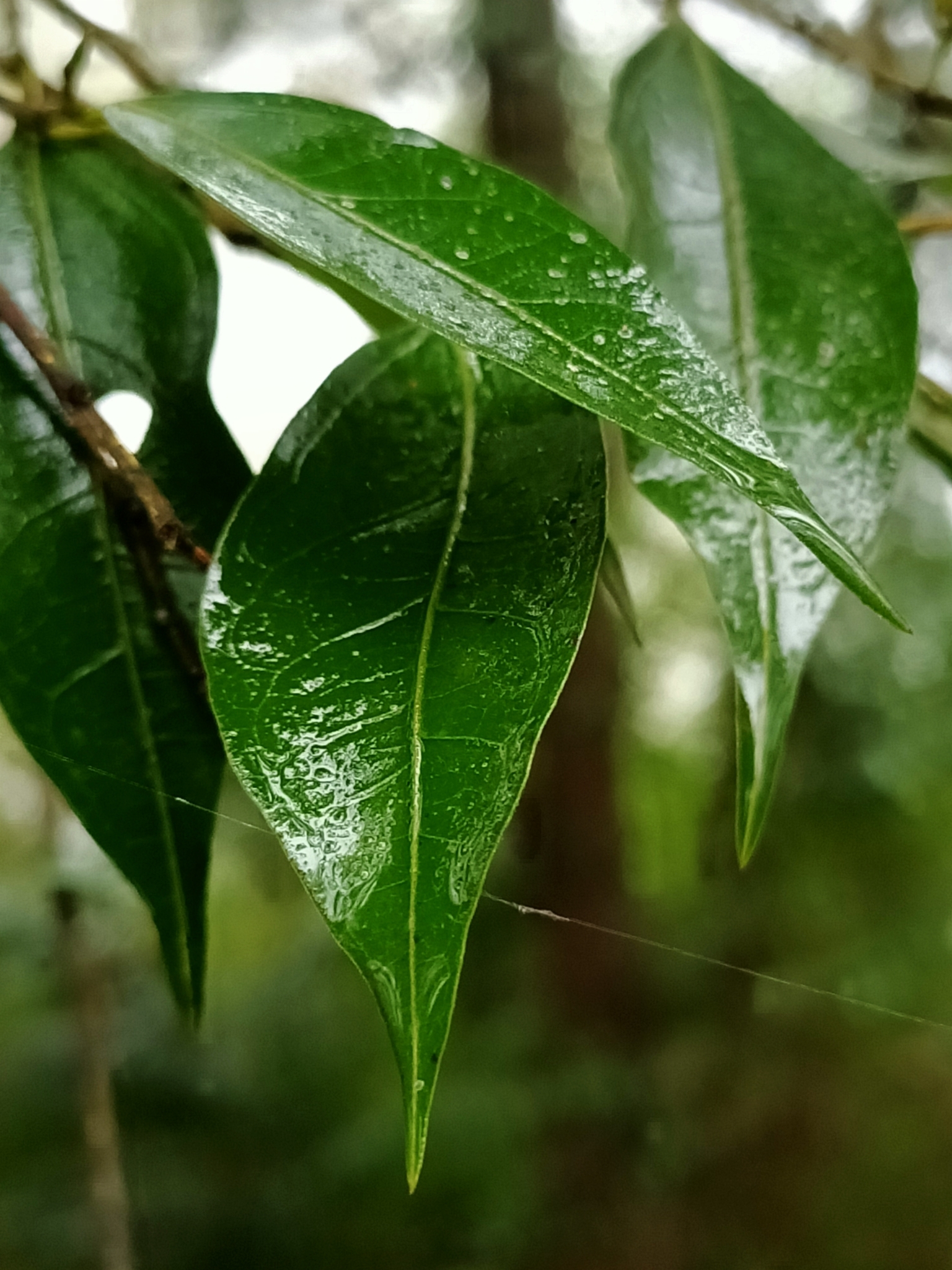 Ficus ampelos Burm.f.