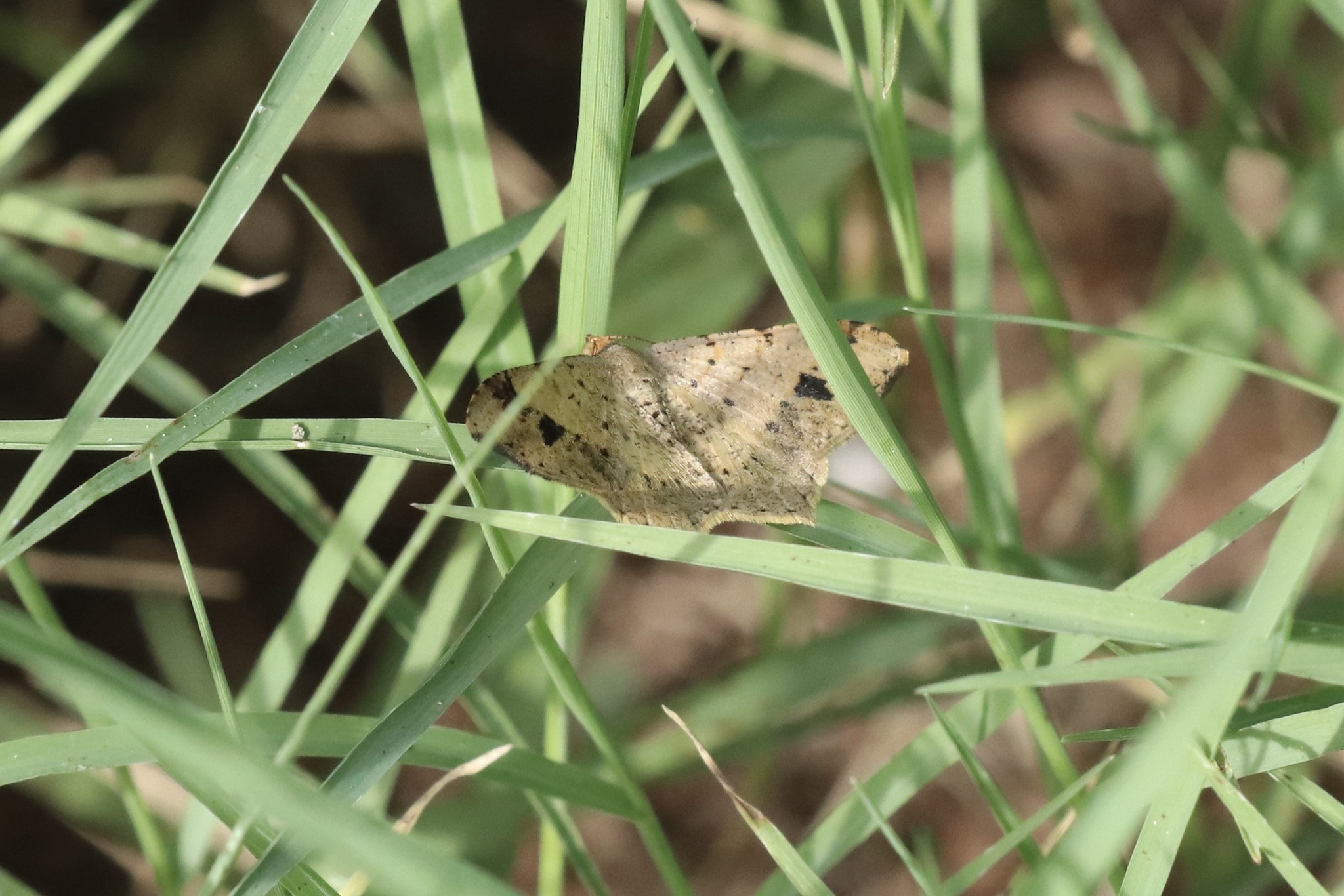 Macaria abydata Guenée