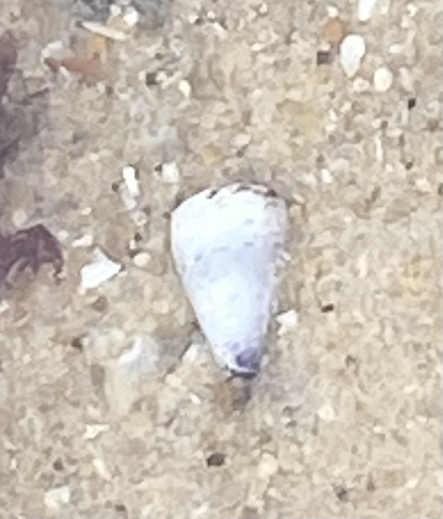 Music Cone from Coral Sea, Buddina, QLD, AU on January 15, 2023 at 09: ...