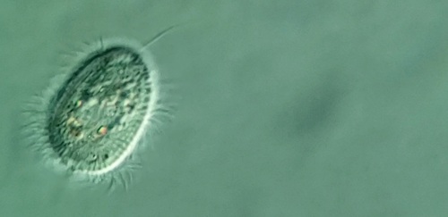 Urotricha armata · iNaturalist