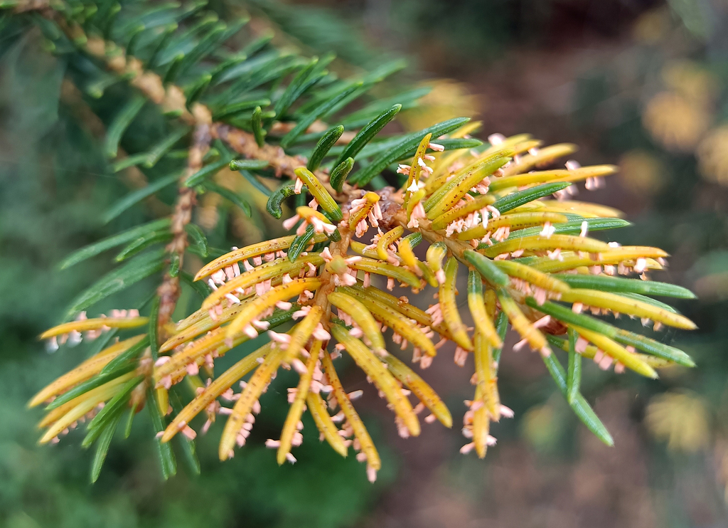 Chrysomyxa rhododendri from Stampa, Bregaglia, Svizzera on August 18 ...