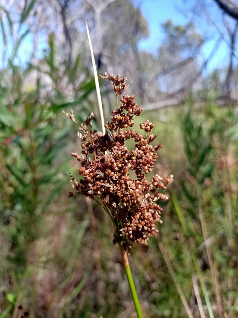 Juncus continuus from Sydney NSW, Australia on January 9, 2023 at 09:57 ...