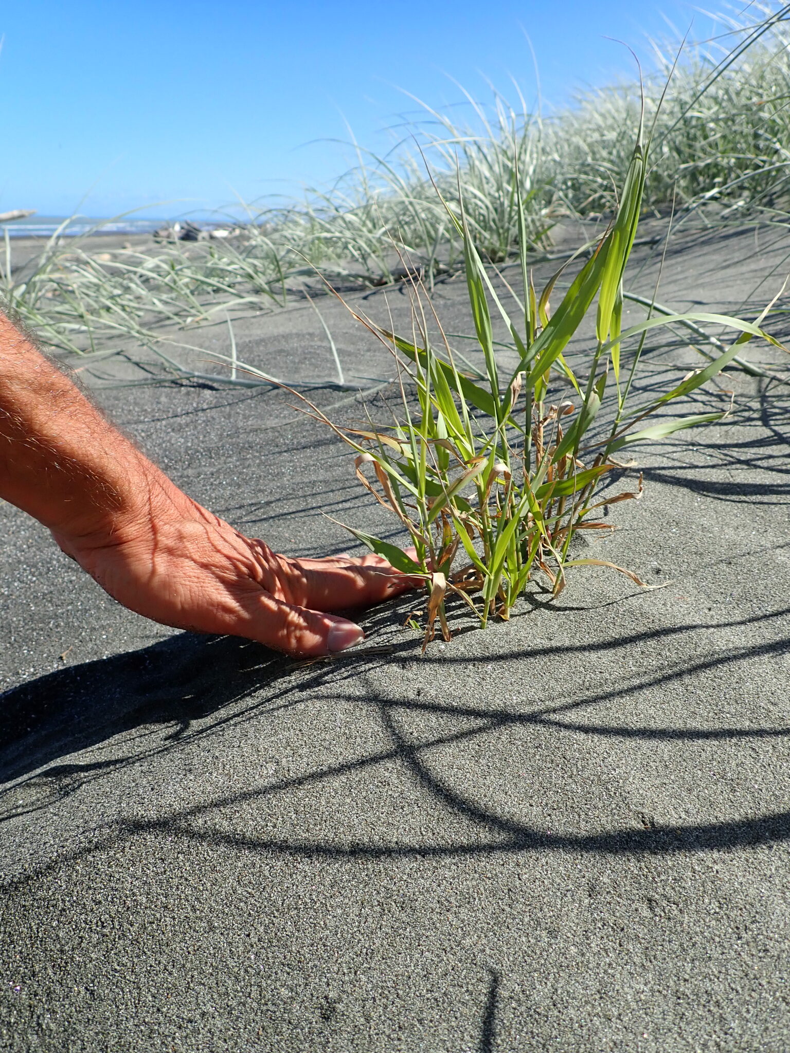 Phragmites karka (Retz.) Trin. ex Steud.
