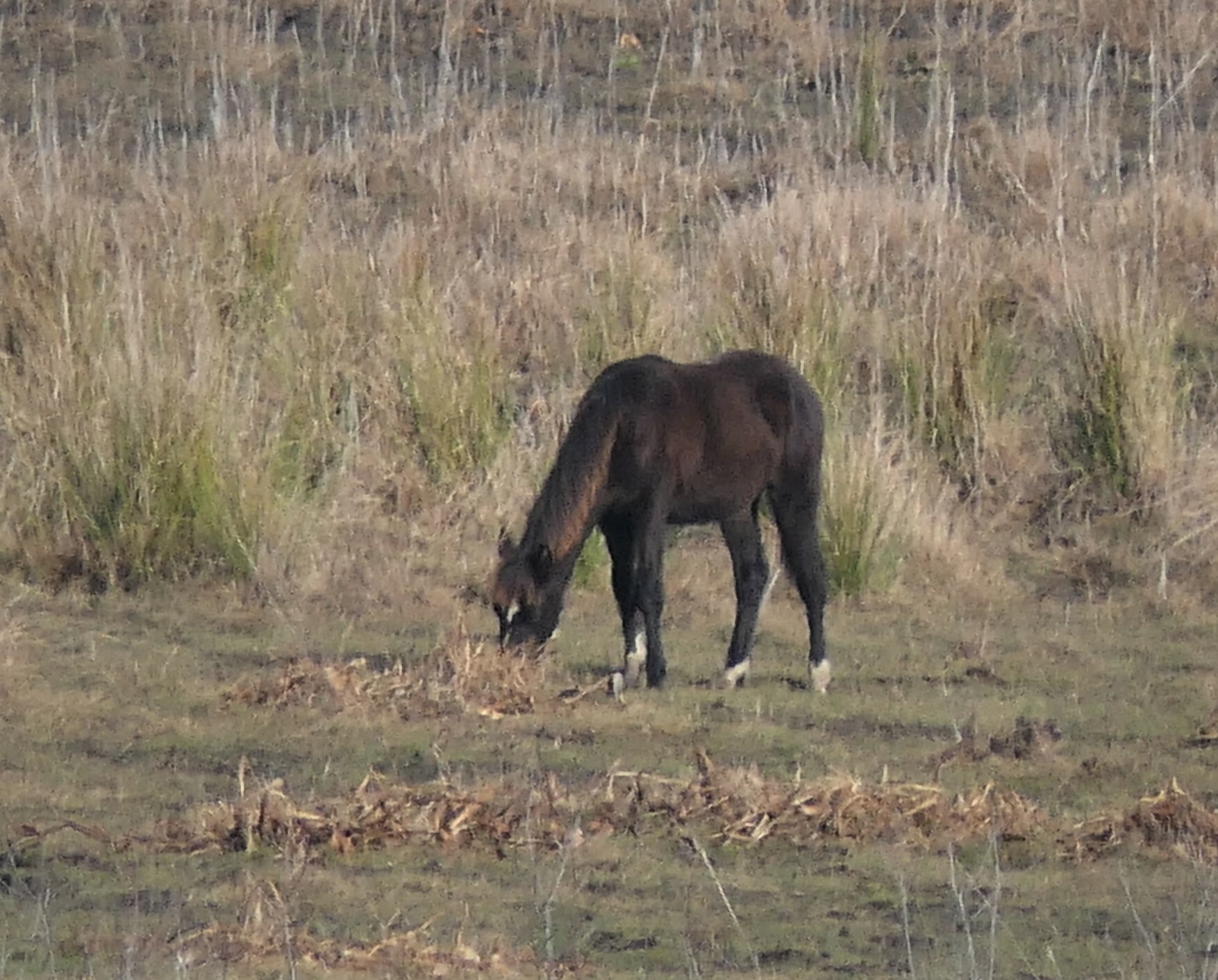 Equus caballus Linnaeus, 1758