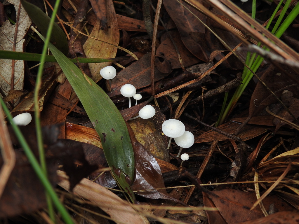 Marasmiineae from Talegalla Weir QLD 4650, Australia on January 15 ...