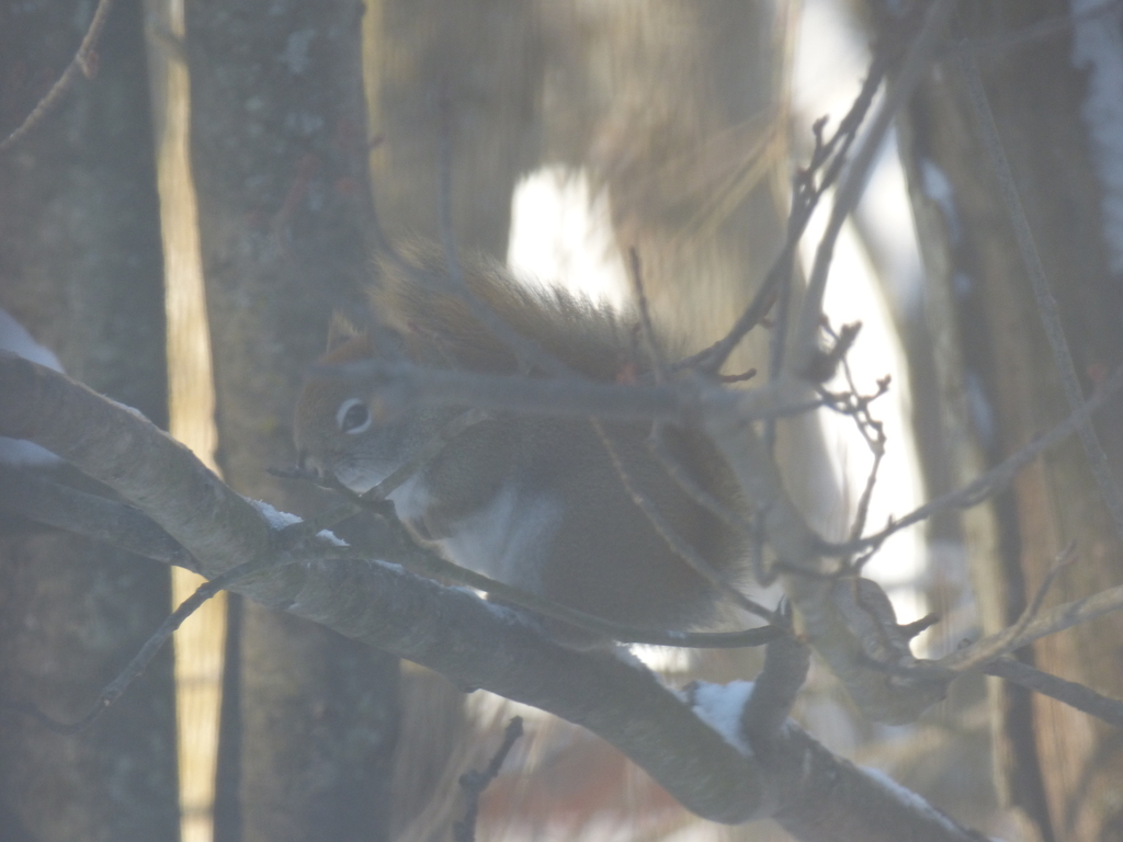 American Red Squirrel from Flinton, ON K0H 1P0, Canada on January 14 ...