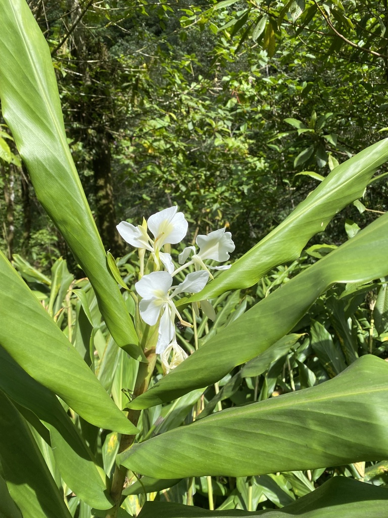 White ginger from Vía 126, Alajuela, CR on December 28, 2022 at 01:16 ...