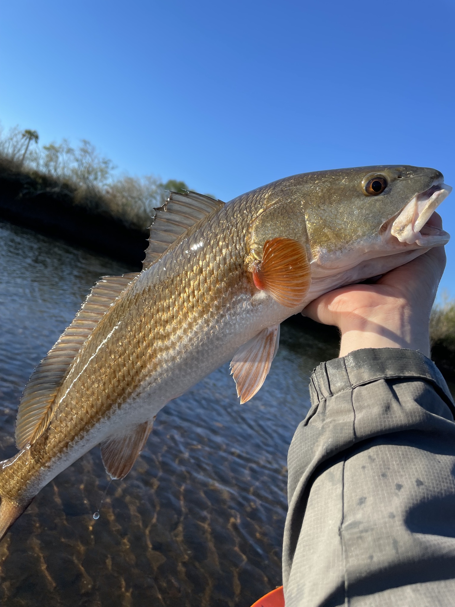Sciaenops ocellatus (Linnaeus, 1766)