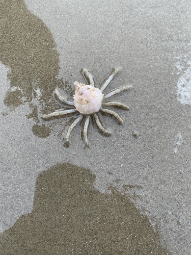 Libinia ferreirae · iNaturalist