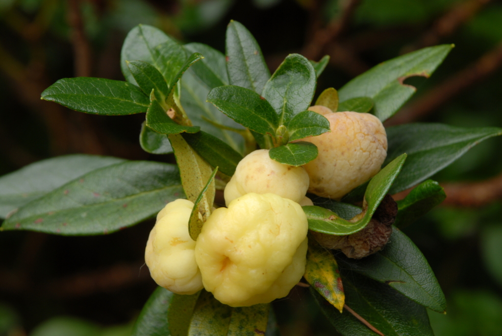 Rhododendron Leaf Gall from Stampa, Bregaglia, Svizzera on August 18 ...