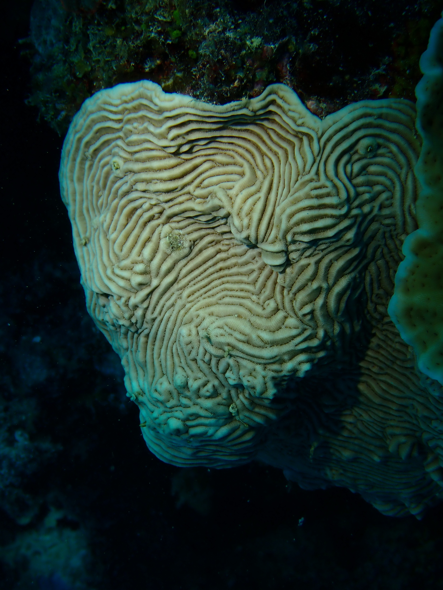 Pachyseris speciosa (Dana, 1846)