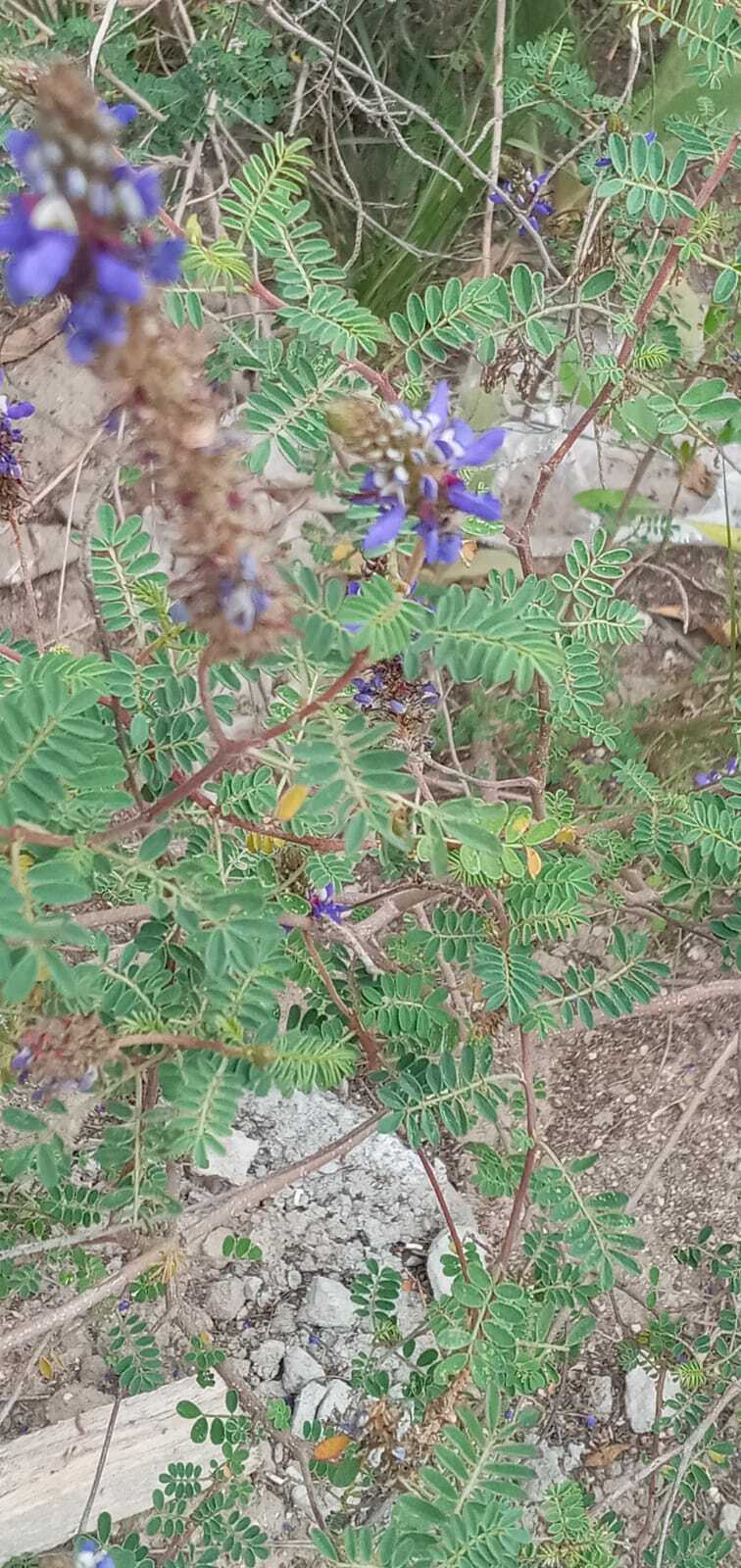 Dalea coerulea (L.f.) Schinz & Thell.