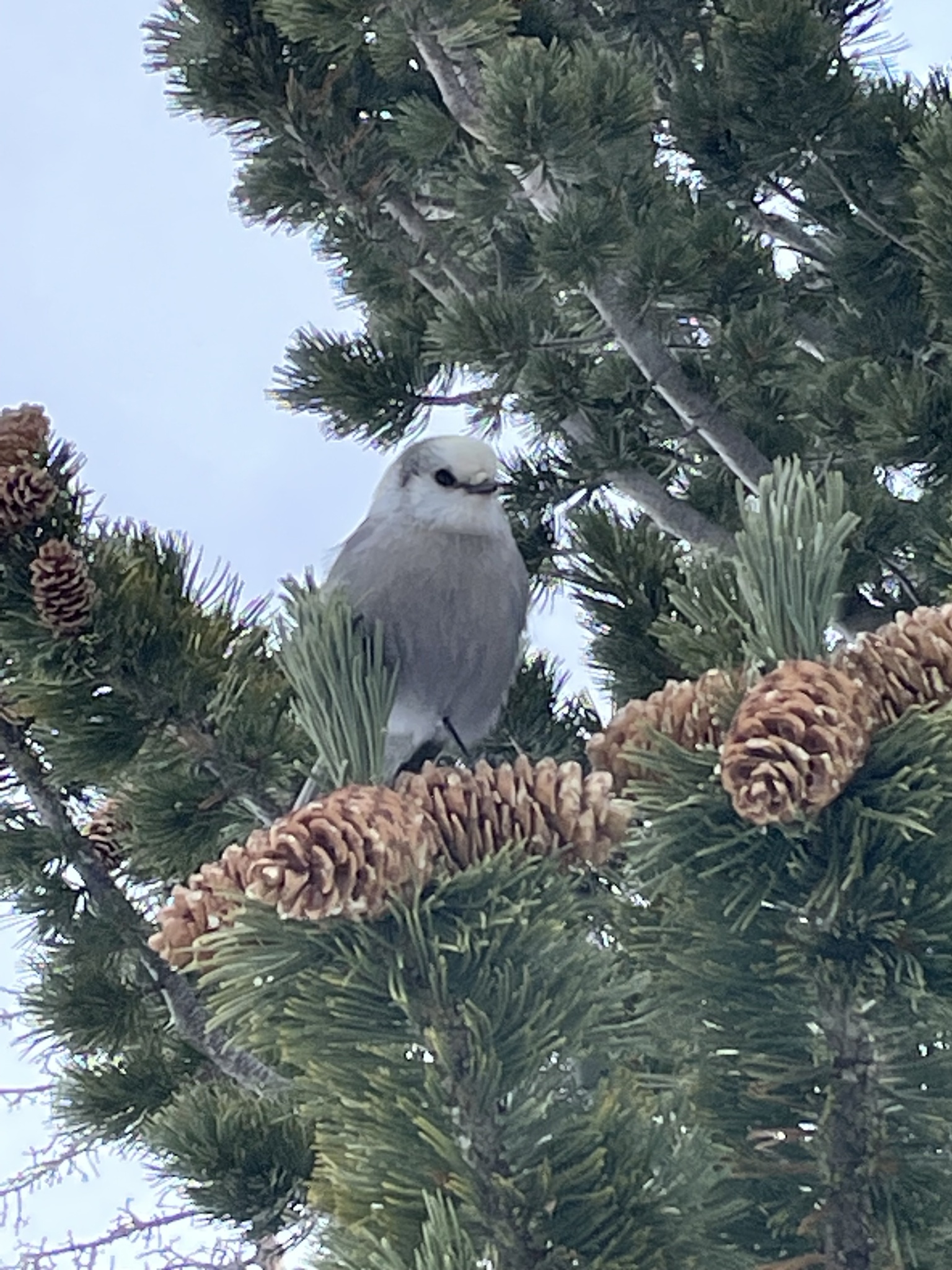 Perisoreus canadensis (Linnaeus, 1766)