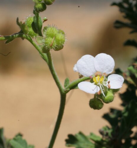 Geraldton Hills - IBRA subregion GES01 Check List · iNaturalist United ...
