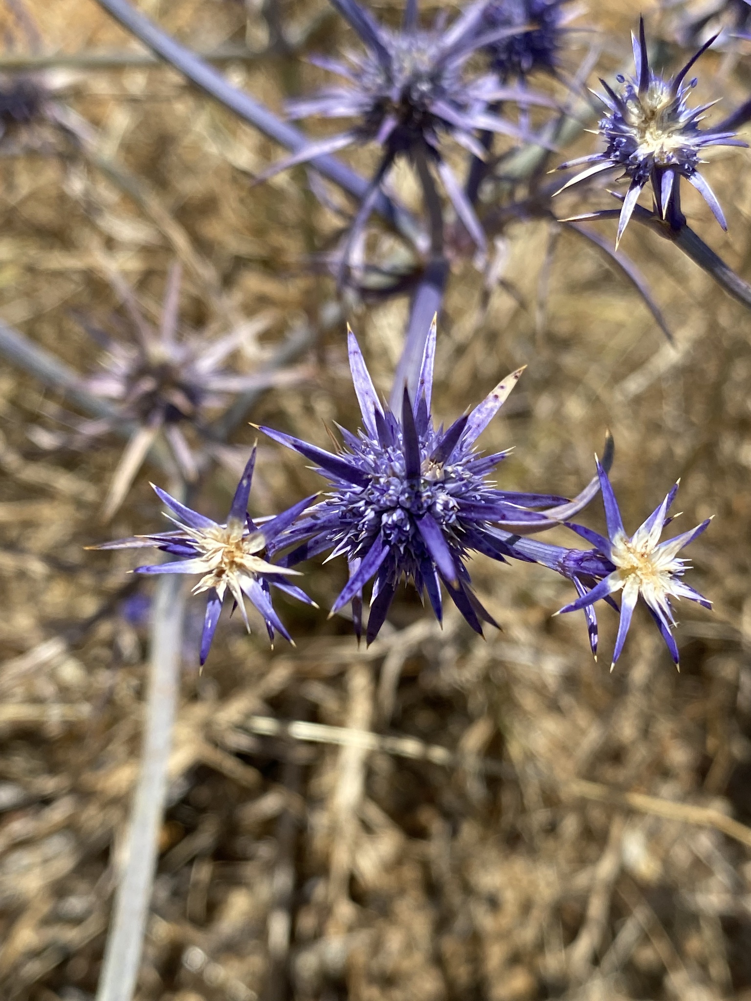 Eryngium ovinum A.Cunn.