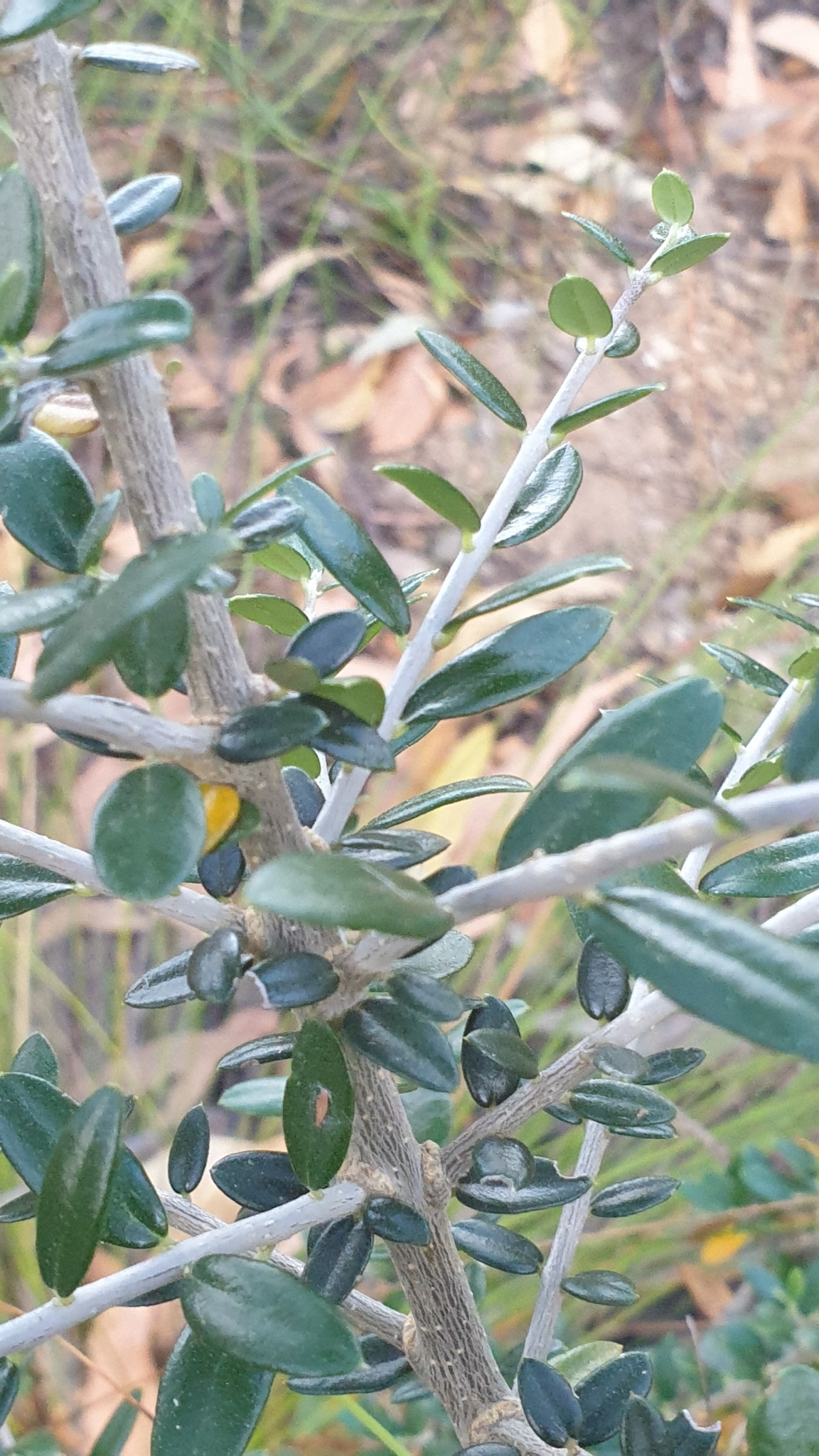 Olea europaea L.
