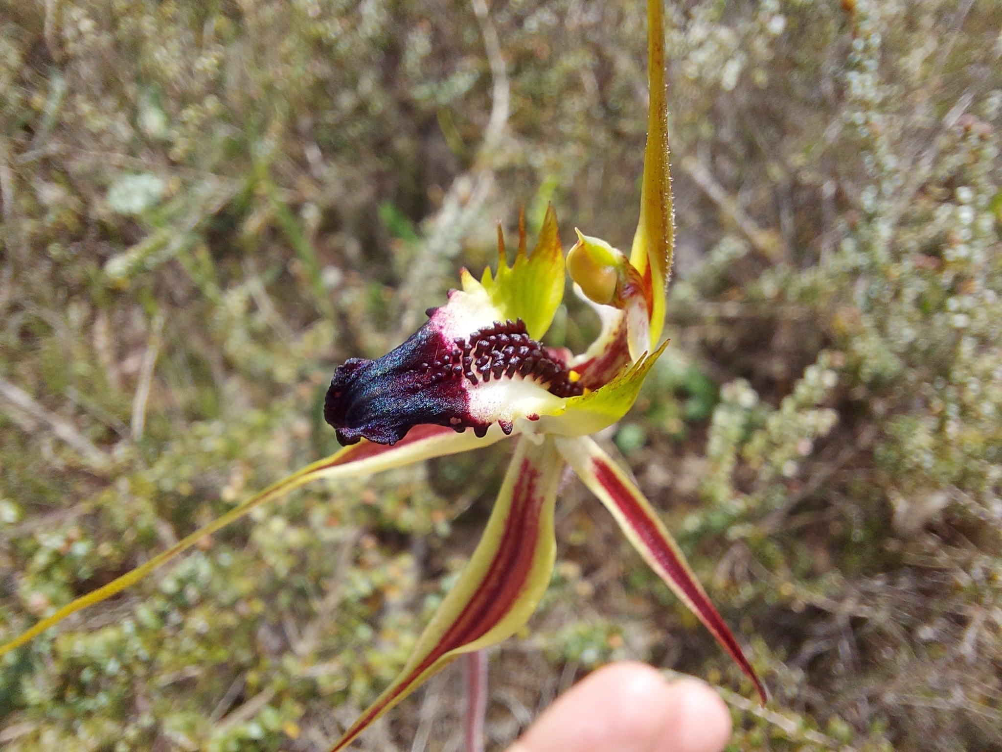 Caladenia tensa G.W.Carr