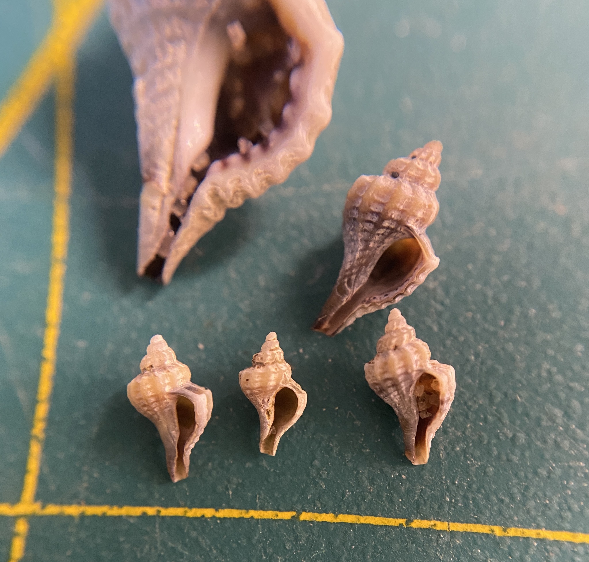 Eupleura caudata (Say, 1822)