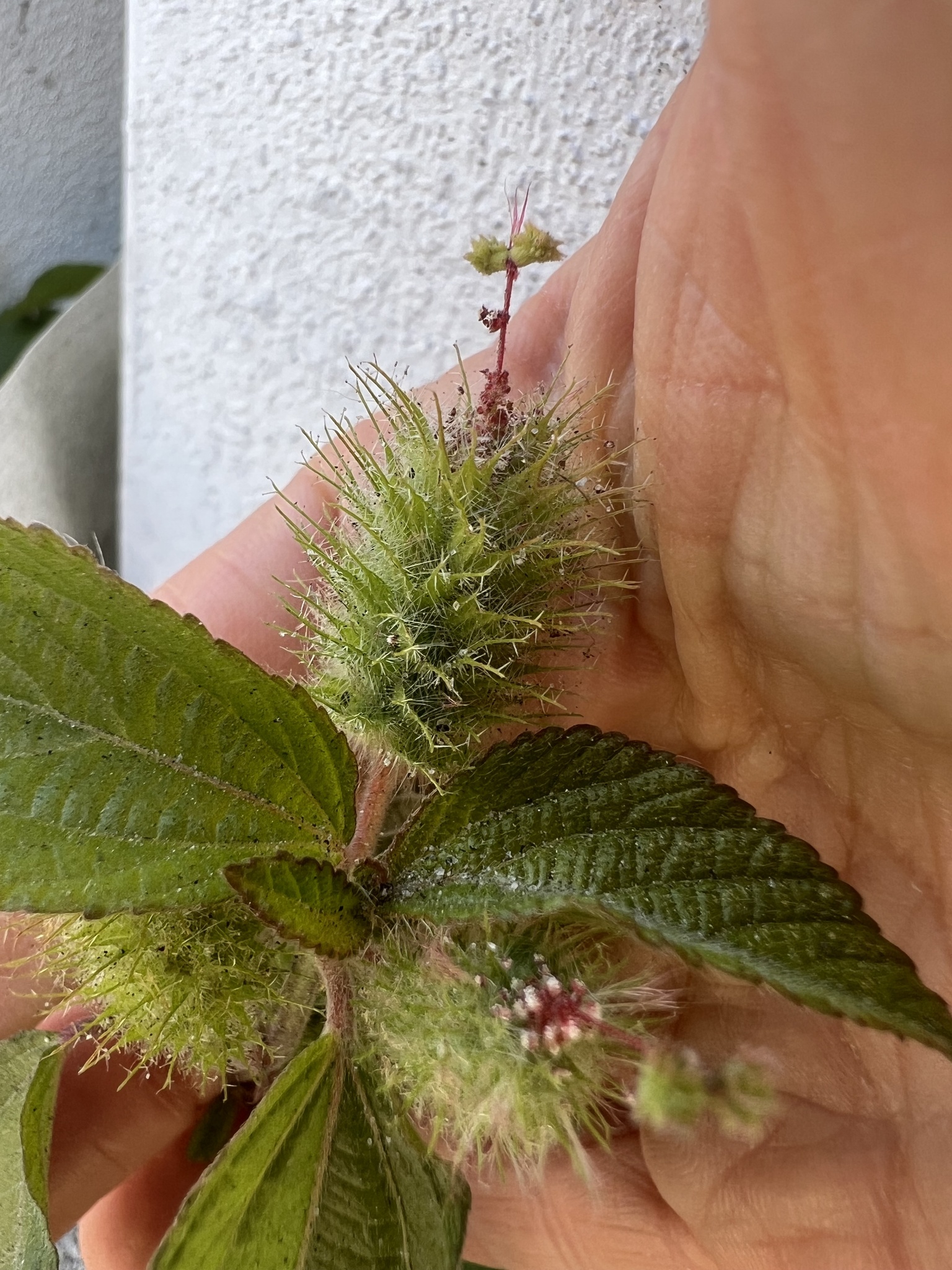Acalypha arvensis Poepp.