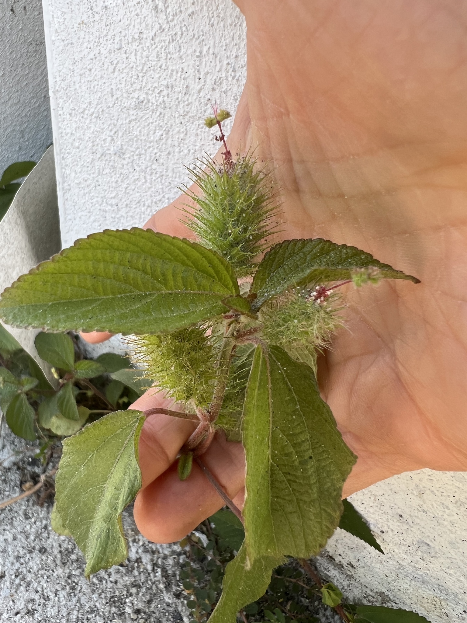 Acalypha arvensis Poepp.