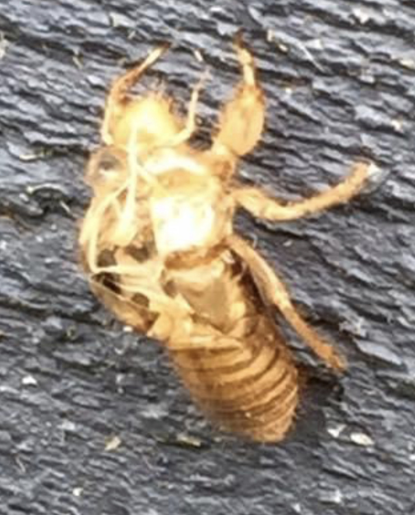 Cicadas from Anthony Ct, Seaford, VIC, AU on January 15, 2017 at 03:25 ...