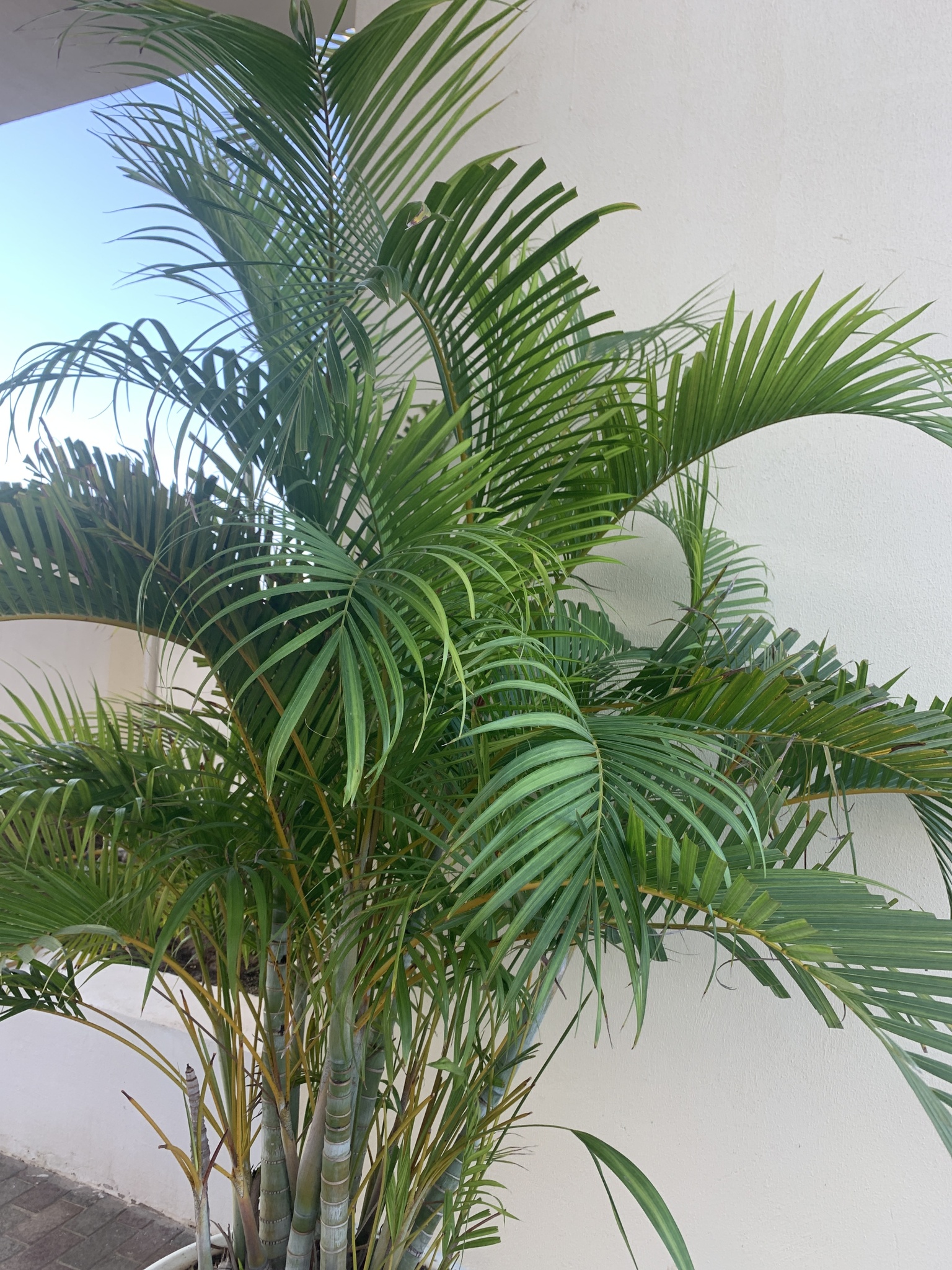 Dypsis lutescens (H.Wendl.) Beentje & J.Dransf.