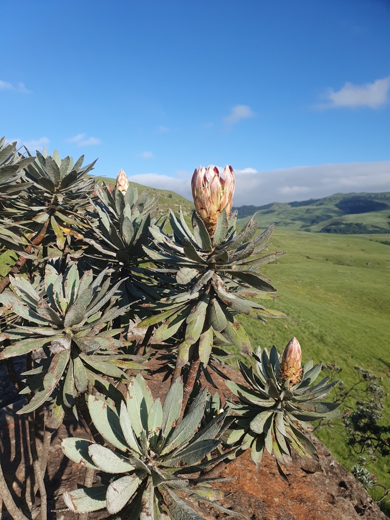 Tall Silver Sugarbush from Giants Castle Game Reserve, South Africa on ...