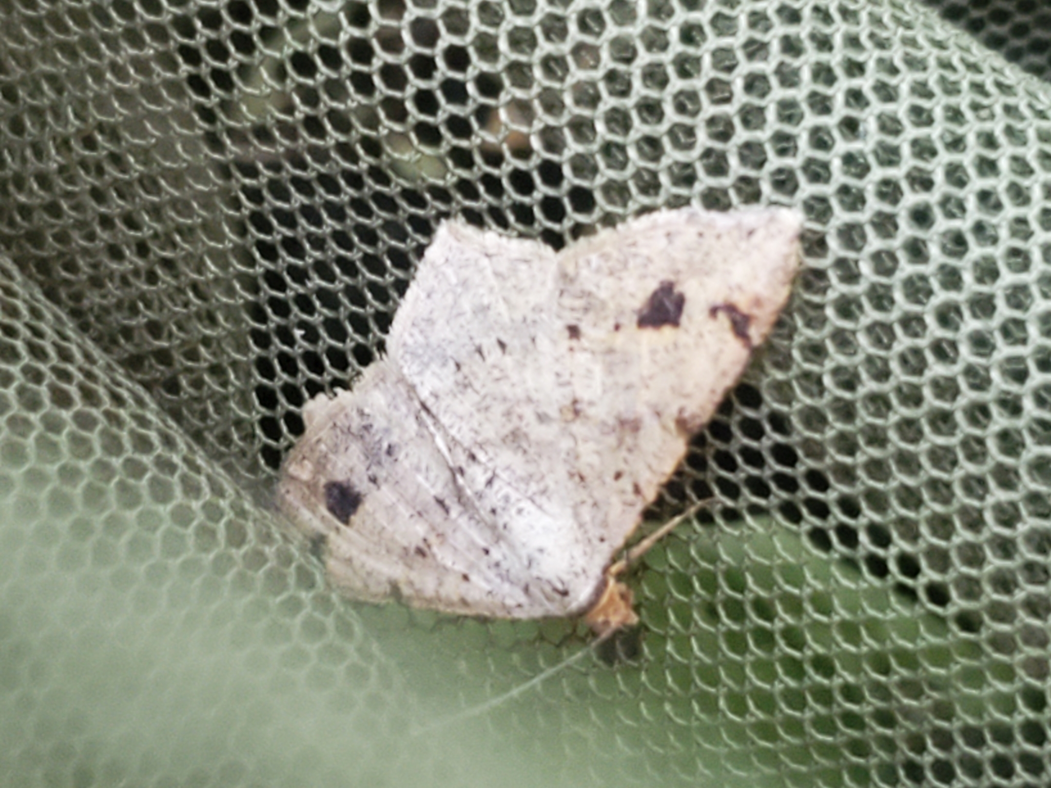 Macaria abydata Guenée