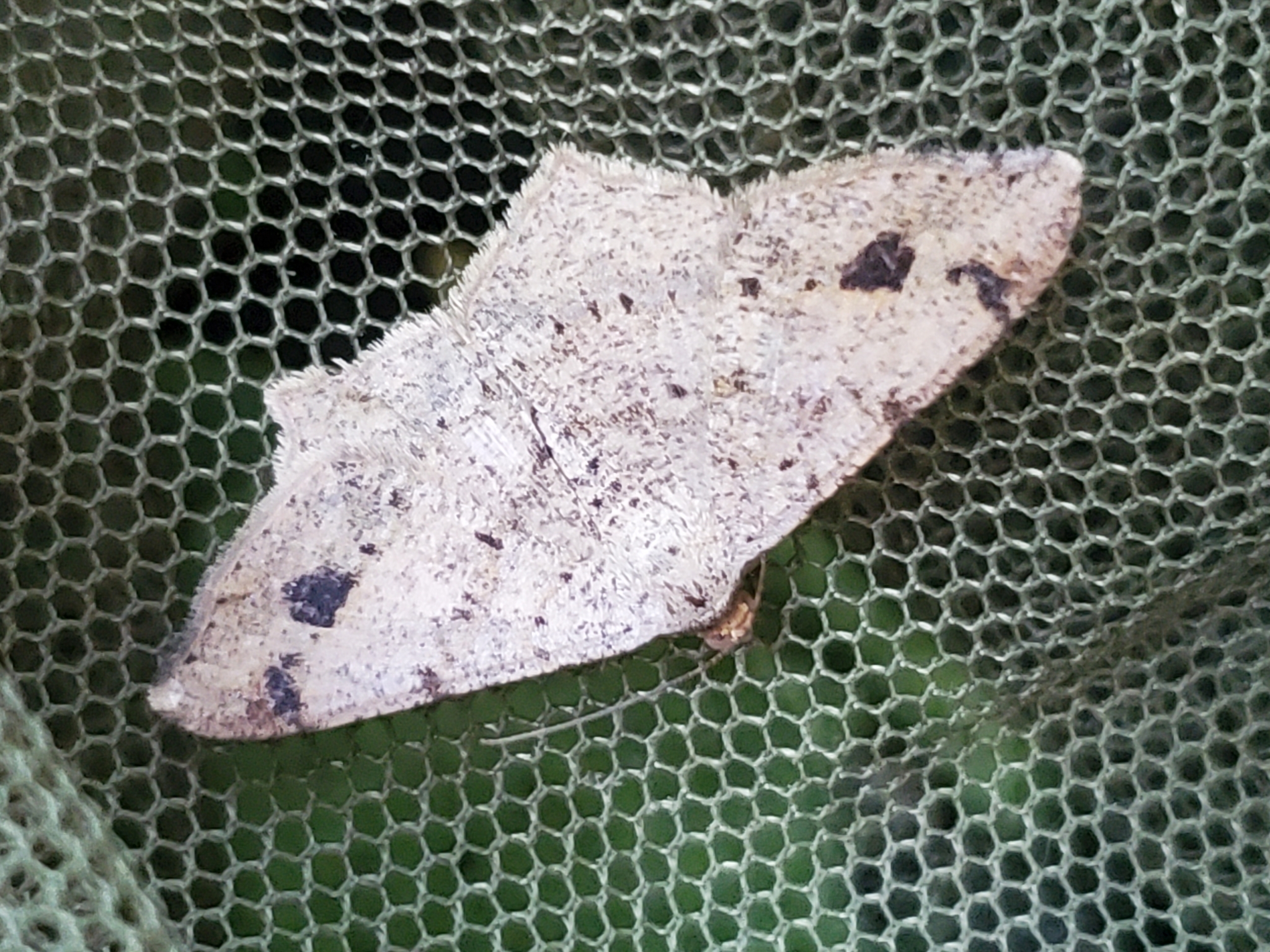 Macaria abydata Guenée